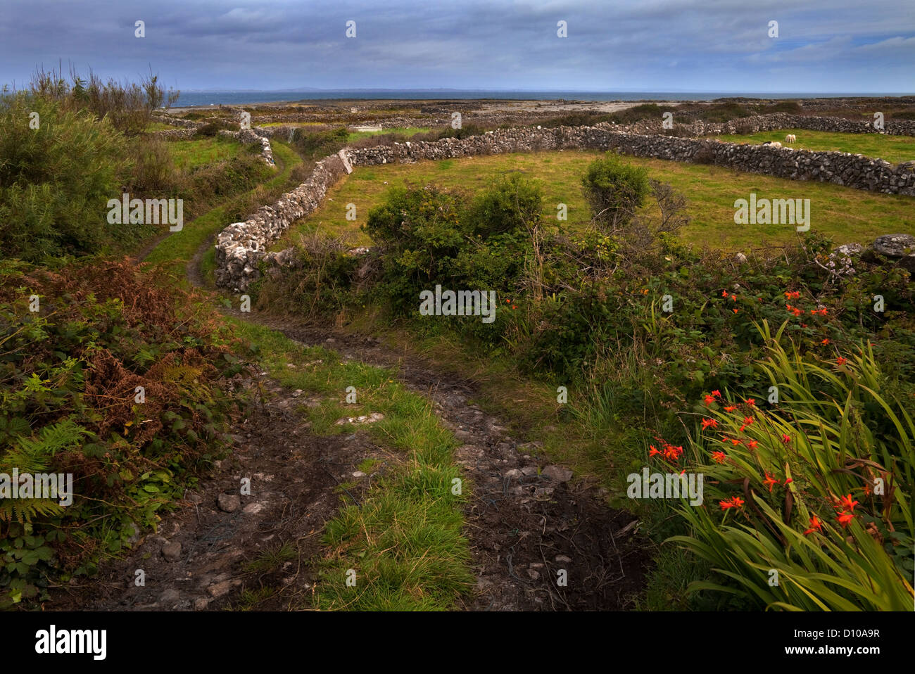 Boreen near the Man of Aran Cottage, Inishmore, The Aran Islands ...