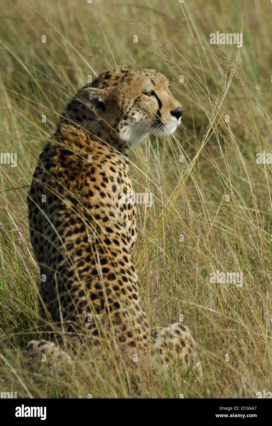 Cheetah in tall grass, Masai Mara Reserve, Kenya Africa Stock Photo - Alamy