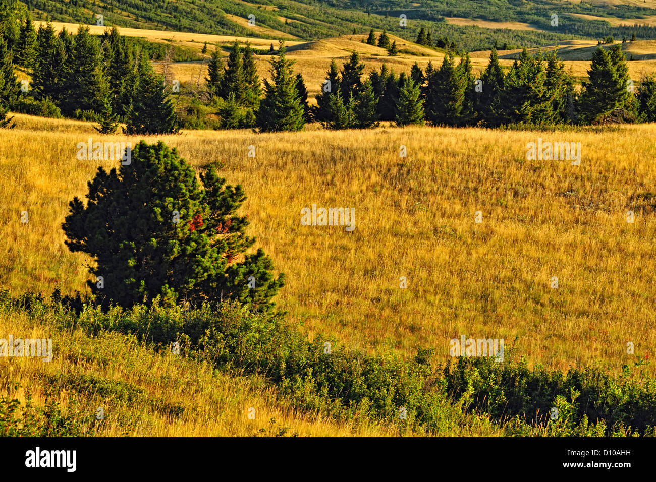 Grasses and cedars on moraine in Blakiston Valley, Waterton Lakes ...