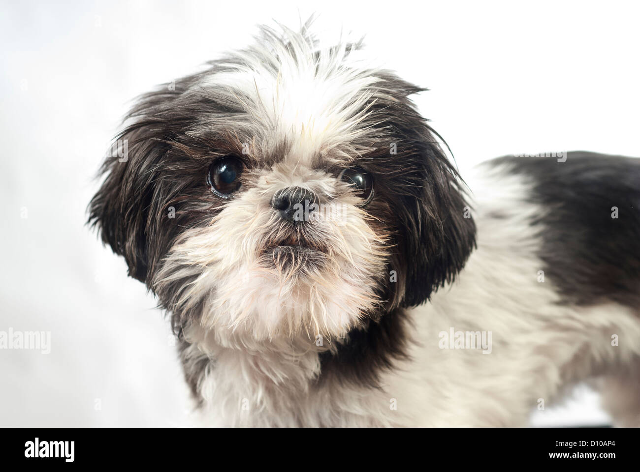 Shih Tzu dog Stock Photo - Alamy
