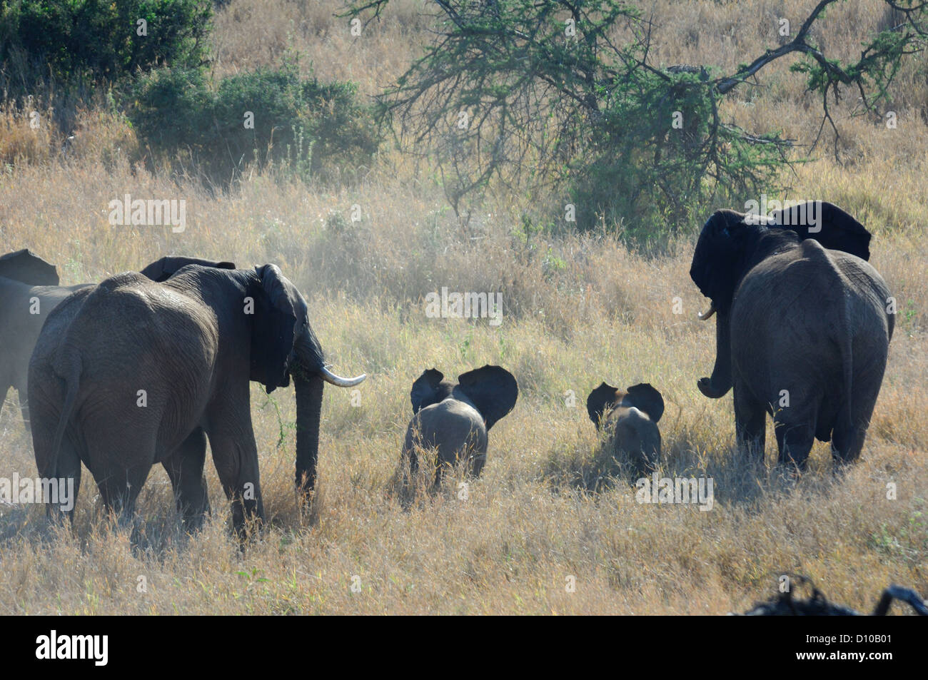 Herd elephants kenya africa hi-res stock photography and images - Alamy
