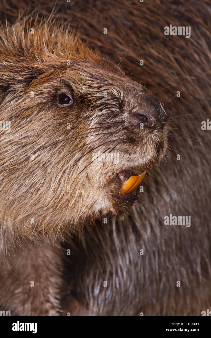 Beaver castor fiber teeth hi-res stock photography and images - Alamy