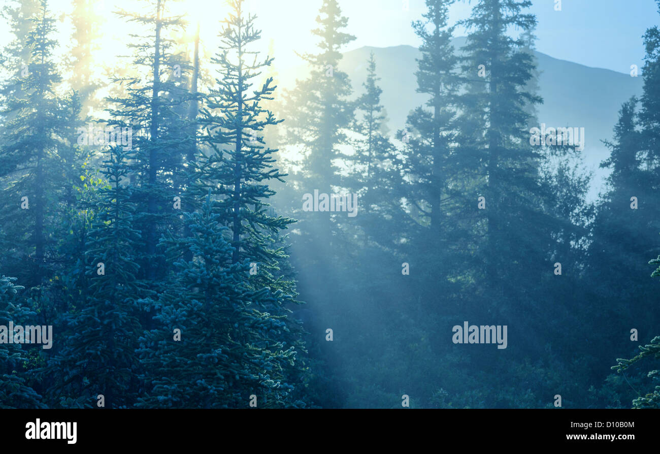 Sunny beams in forest Stock Photo - Alamy