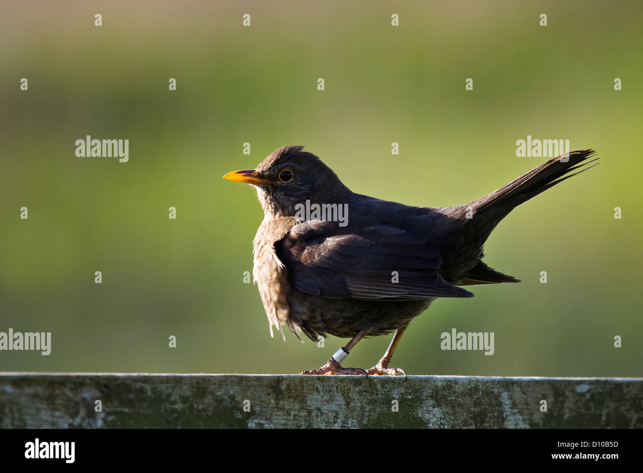 Bto identification ring hi-res stock photography and images - Alamy