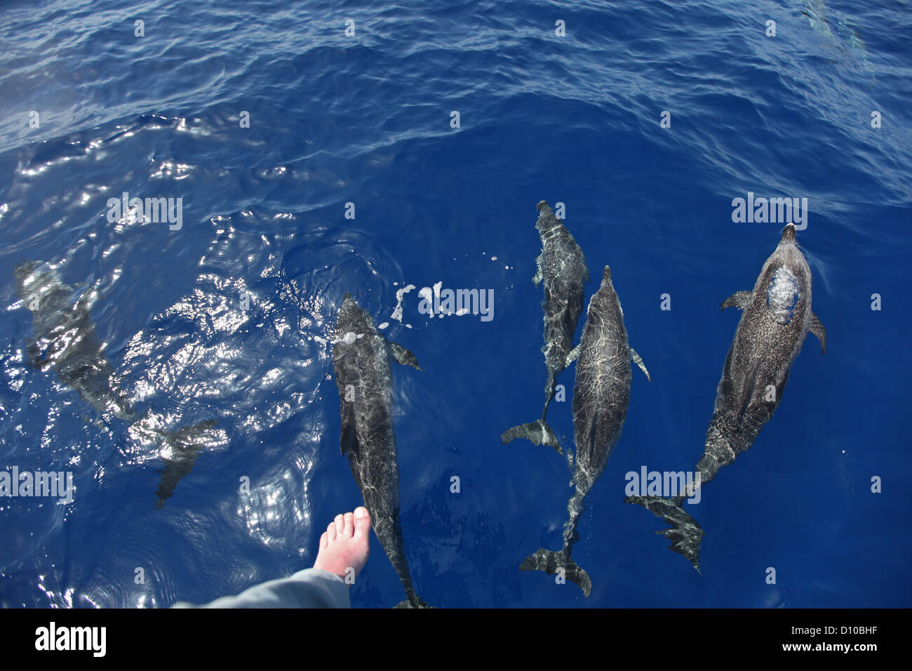 Bowriding dolphin hi-res stock photography and images - Alamy