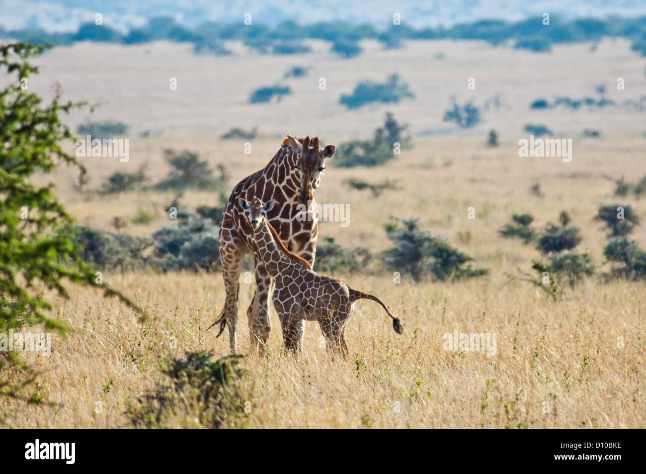 Mother and baby giraffe (Giraffa camelopardalis) at Lewa Downs Kenya ...