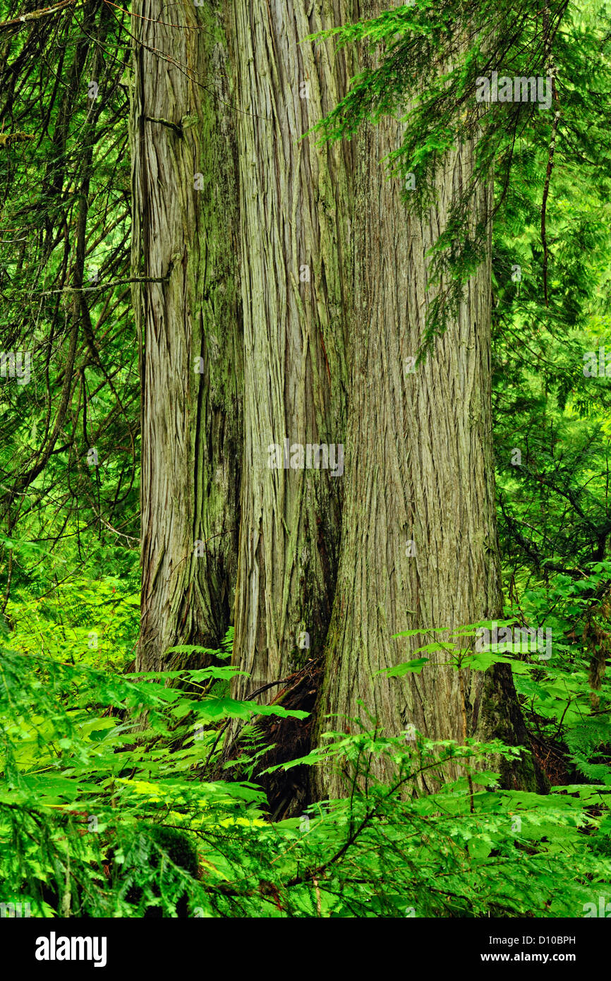 Western red cedars and devil's club along the Giant Cedars trail, Mount ...