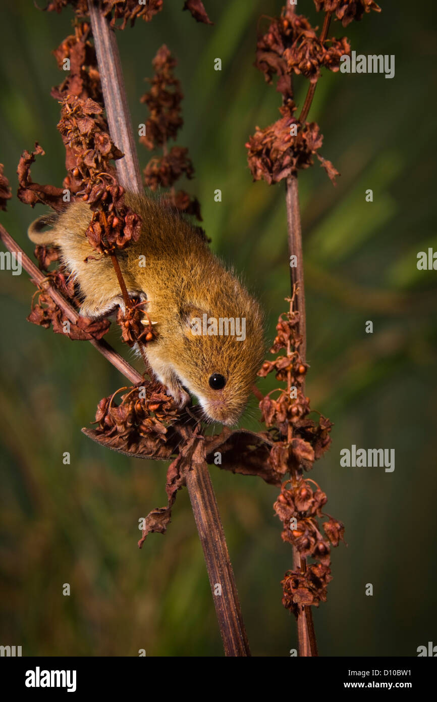 Harvest Mouse (Micromys minutus) single juvenile climbing up a dock ...