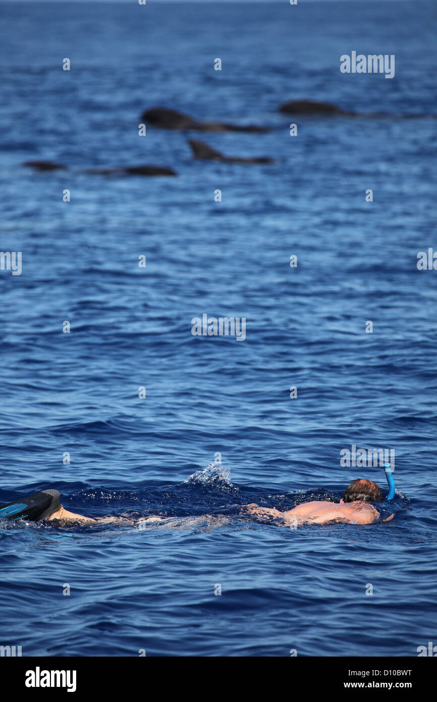 Marine mammals researcher hi-res stock photography and images - Alamy