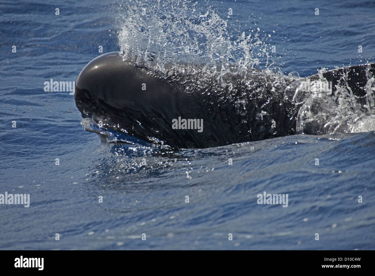Shortfin pilot whale hi-res stock photography and images - Alamy