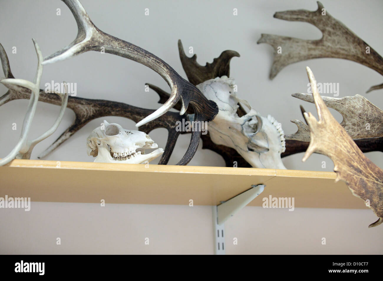 Antlers, skulls and bones, on shelf in laboratory studio, UK Stock ...
