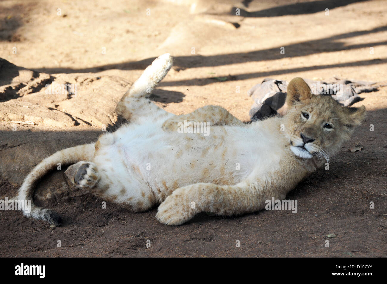 Lion cubs in captivity in a South African game reserve Stock Photo - Alamy