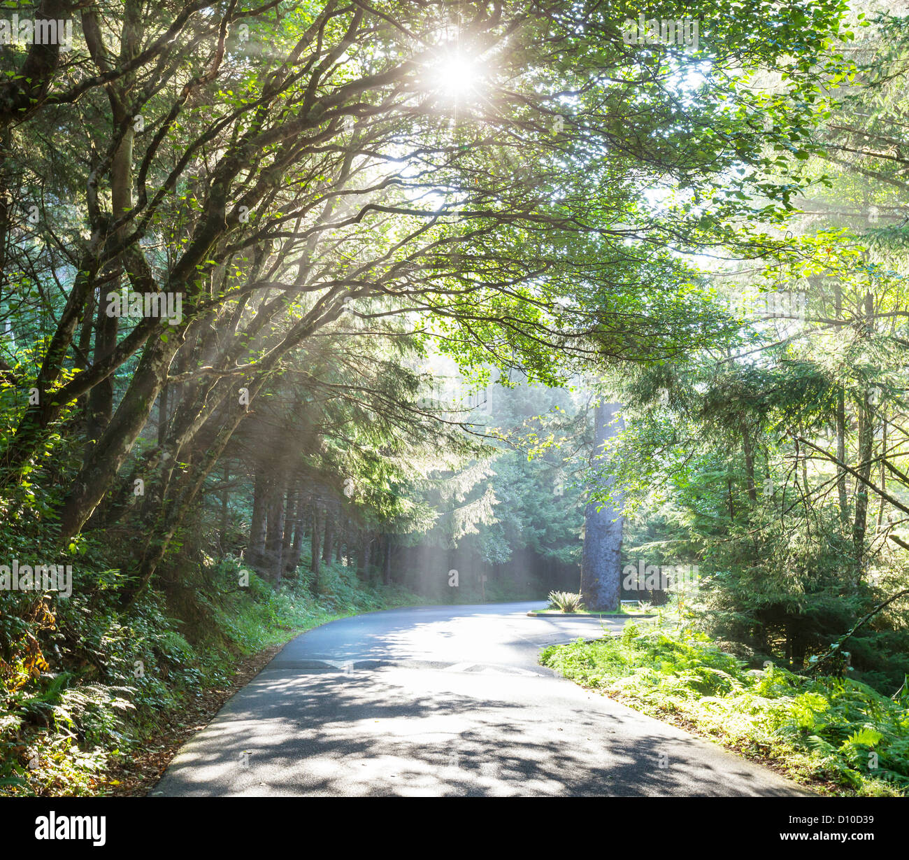 Sunny beams in forest Stock Photo - Alamy