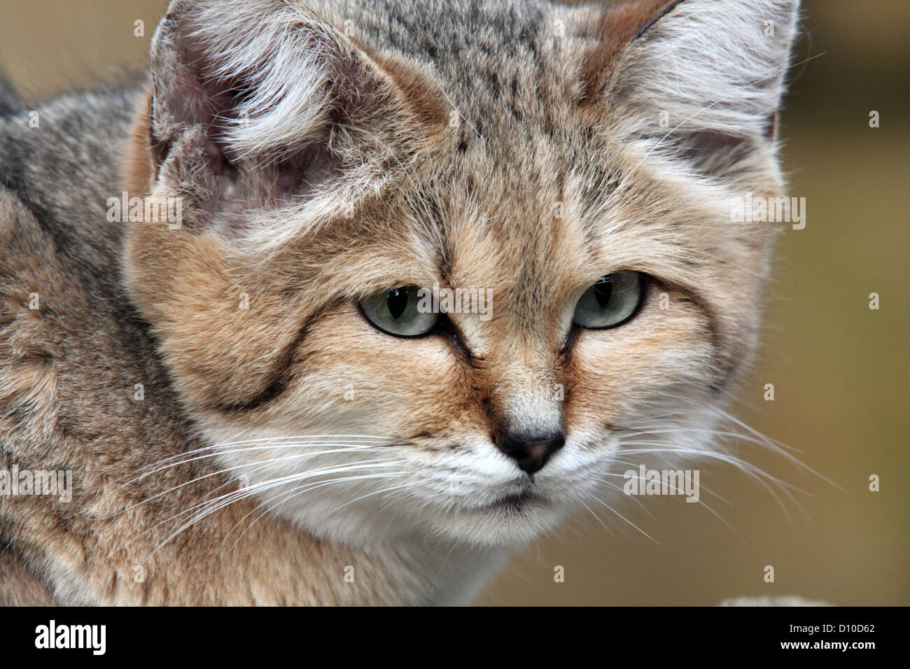 Portrait of a Sand Cat (Felis margarita Stock Photo - Alamy