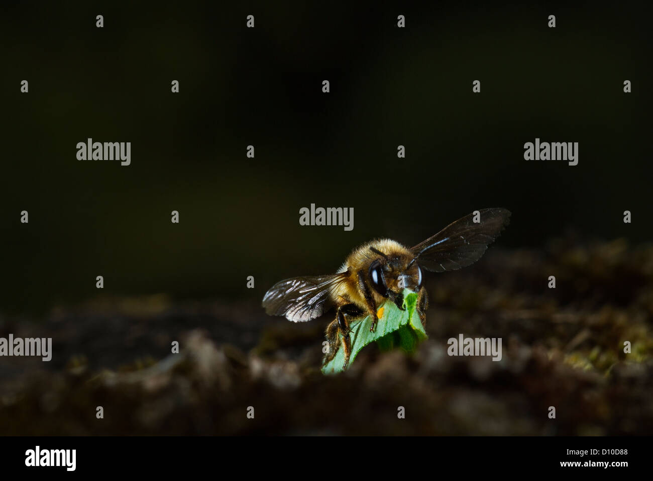 Patchwork leafcutter bee hi-res stock photography and images - Alamy