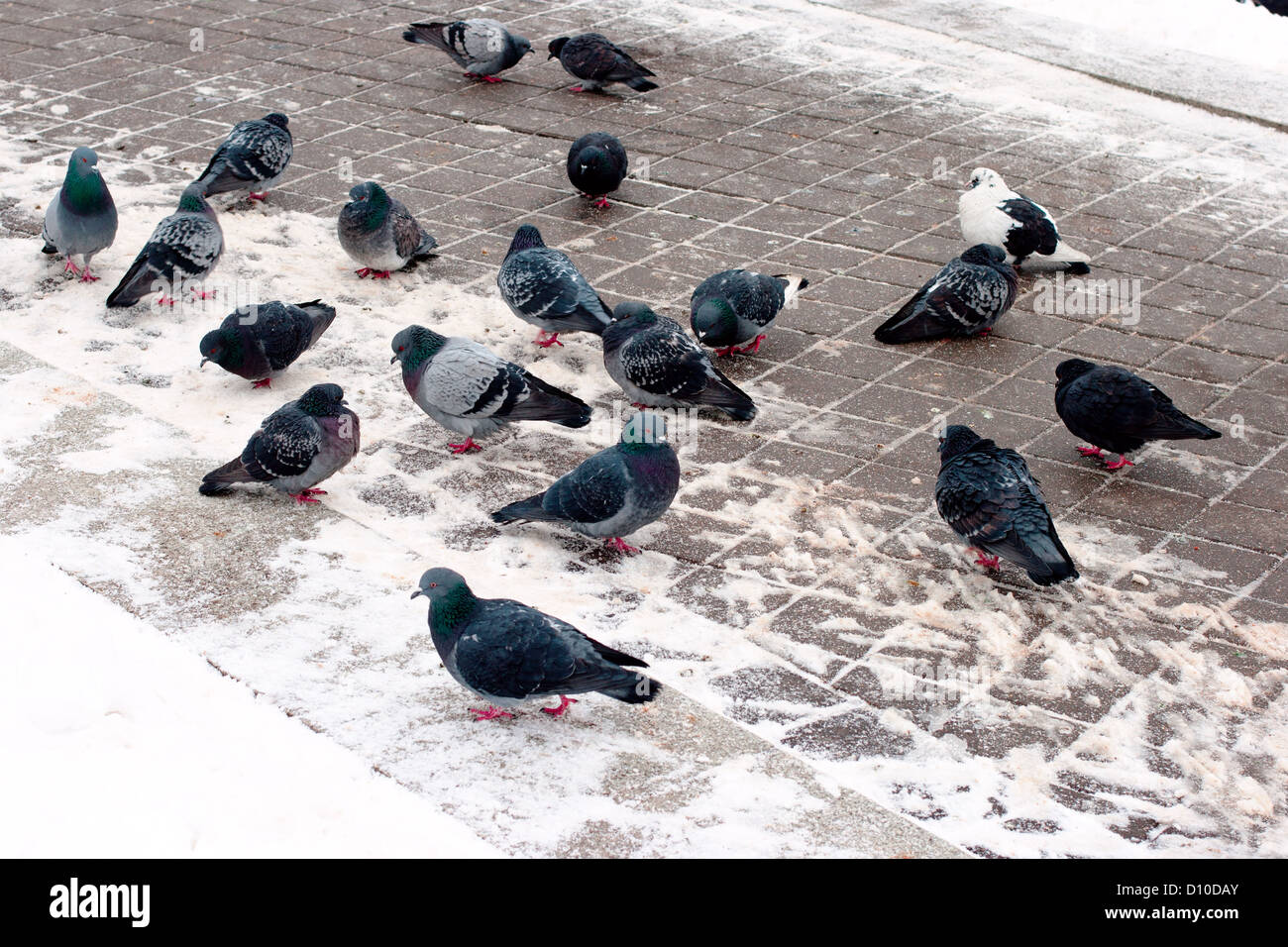 Group of pigeons on snow in winter Stock Photo - Alamy