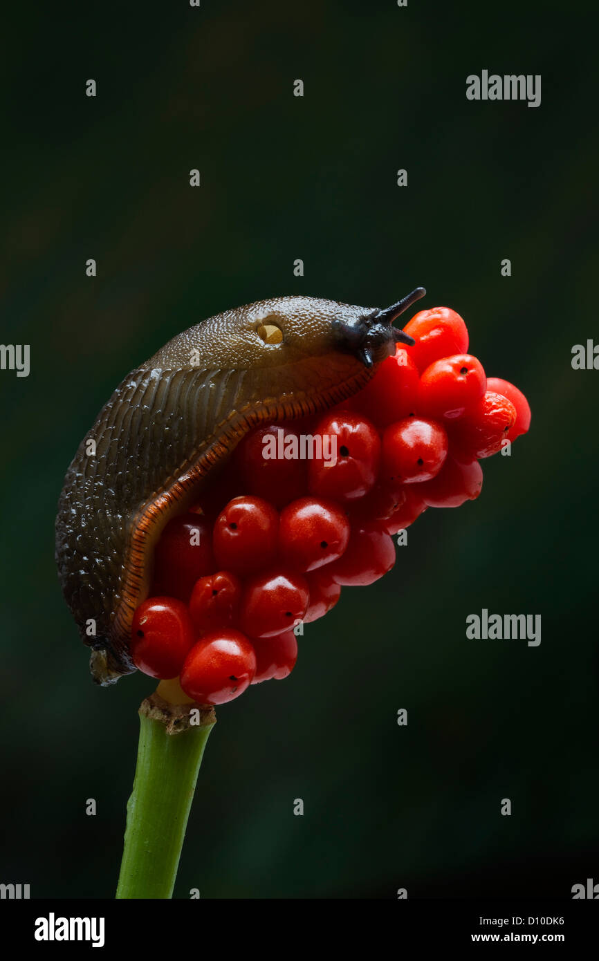GREAT BLACK SLUG Arion ater brown form crawling over stinking Iris ...