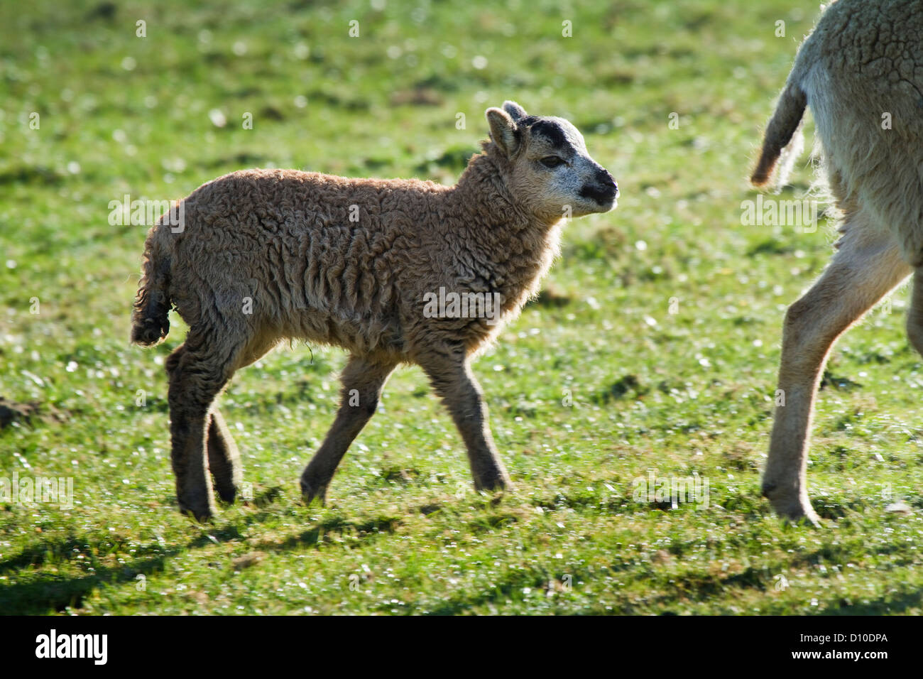 Badger face lamb hi-res stock photography and images - Alamy