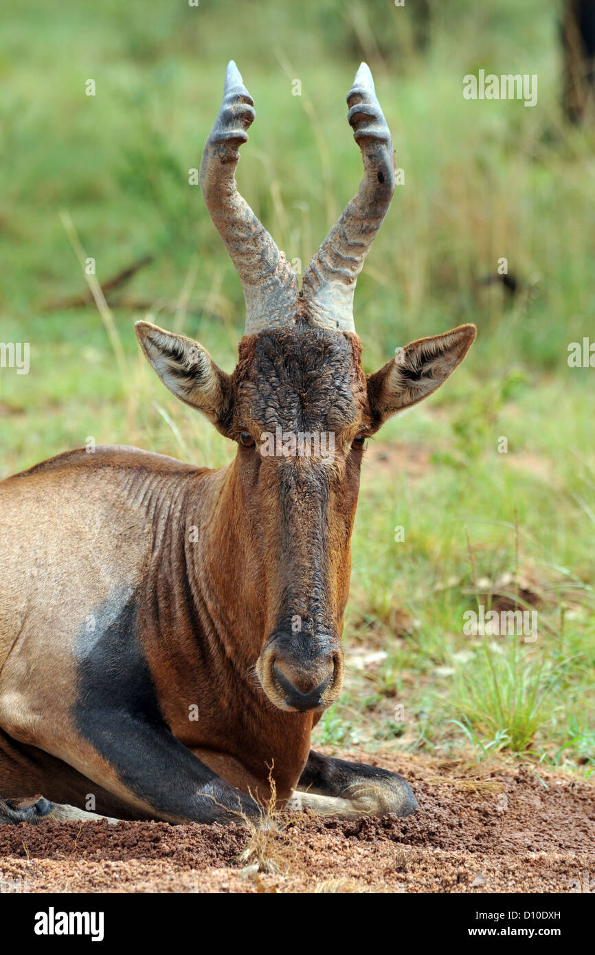Wild animals roaming freely in Zebula game reserve in South Africa ...