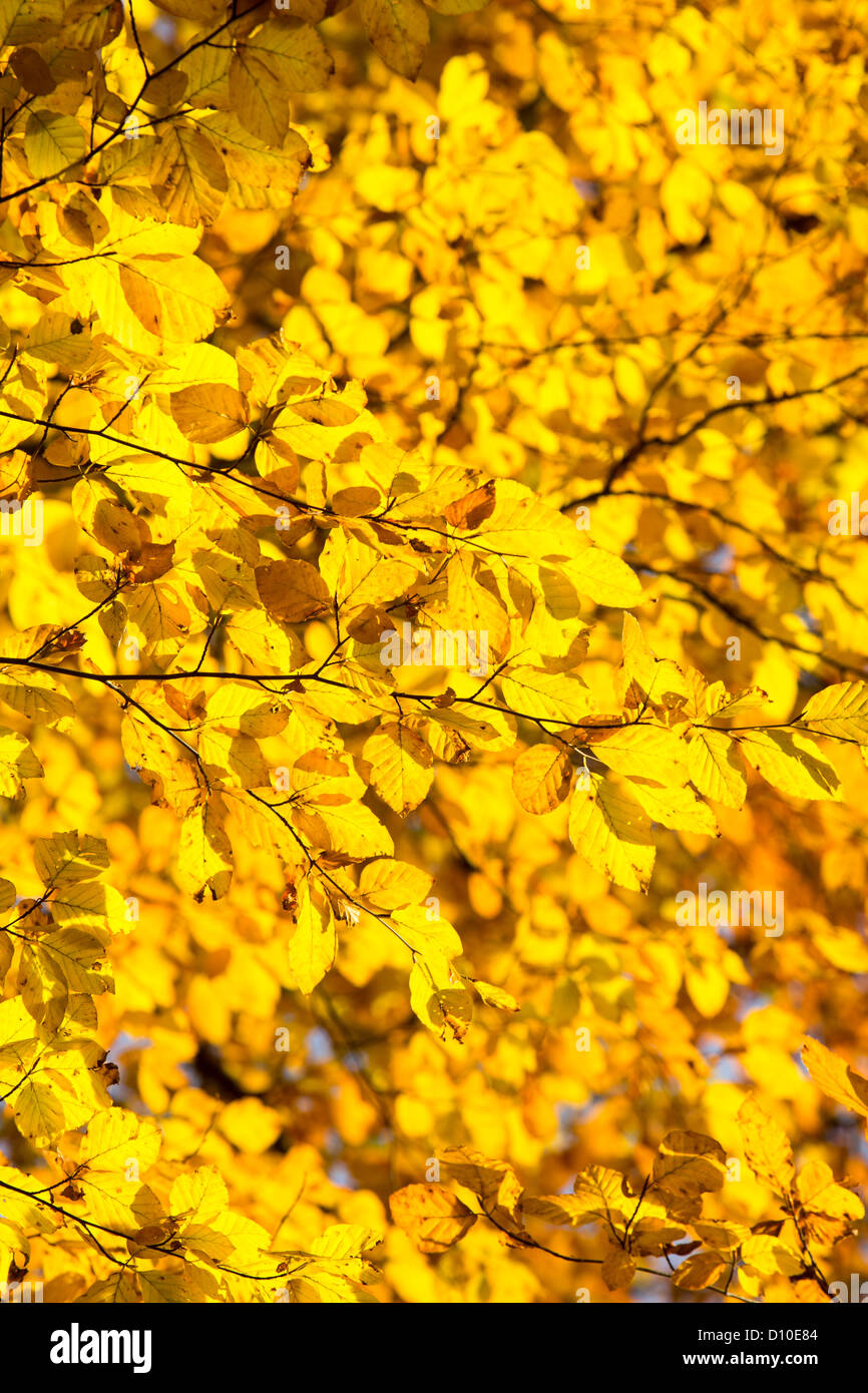 Beech leaf autumn uk hi-res stock photography and images - Alamy