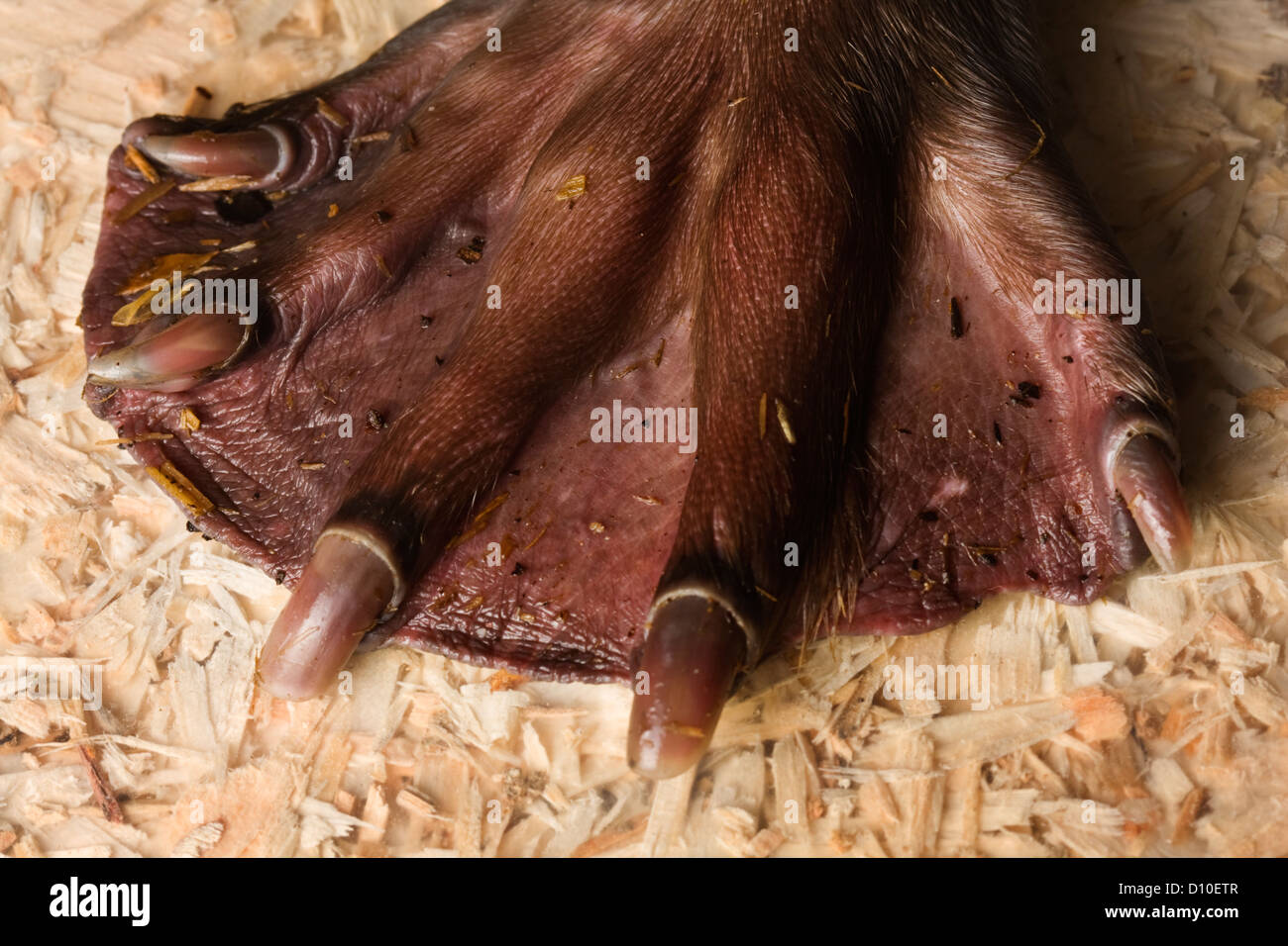 European Beaver,Casper fiber showing back webbed foot Stock Photo - Alamy