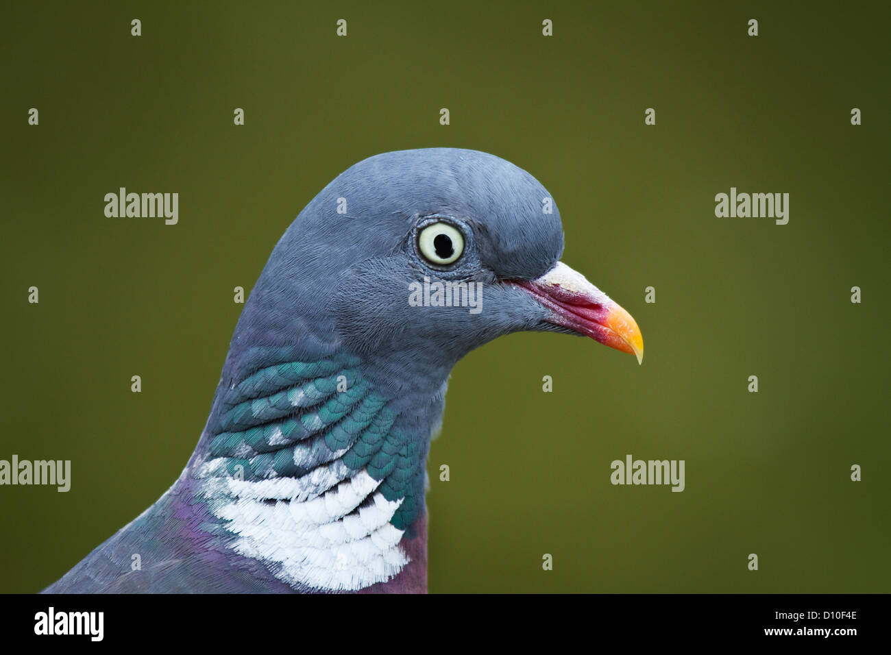 Pigeon head hi-res stock photography and images - Alamy
