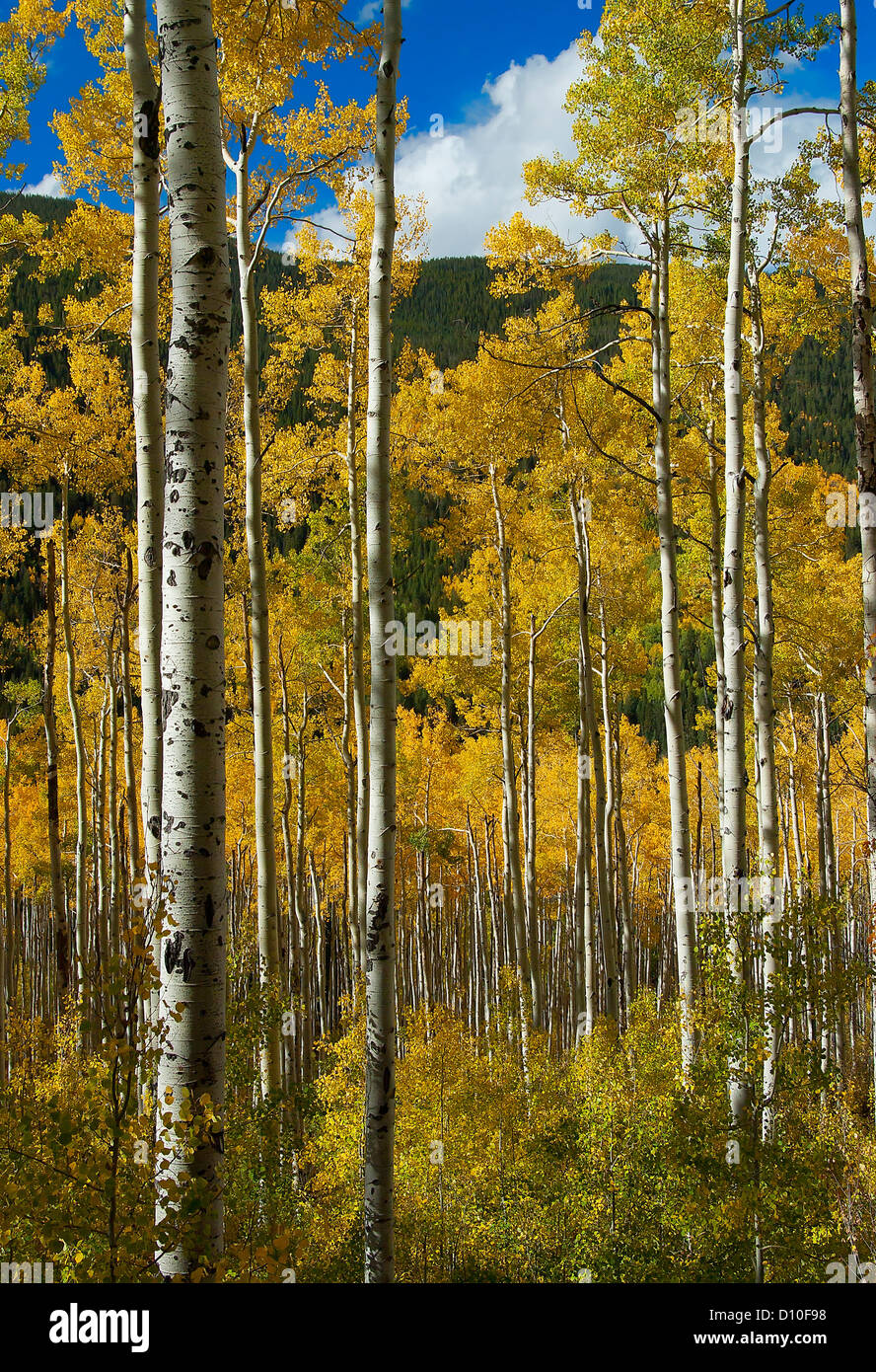 Looking up tall aspen trees hi-res stock photography and images - Alamy