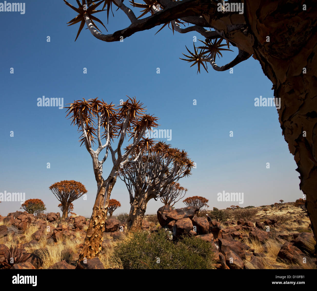 Quiver tree in Namibia, Africa Stock Photo - Alamy