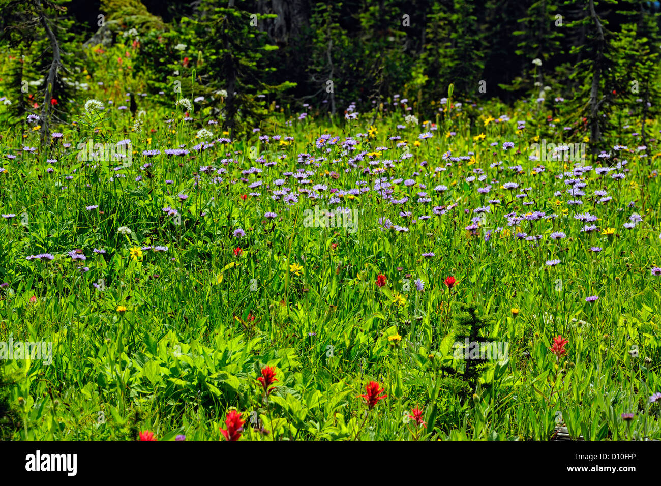 Alpine meadows with alpine wildflowers- Paintbrush, lupine and arnica ...