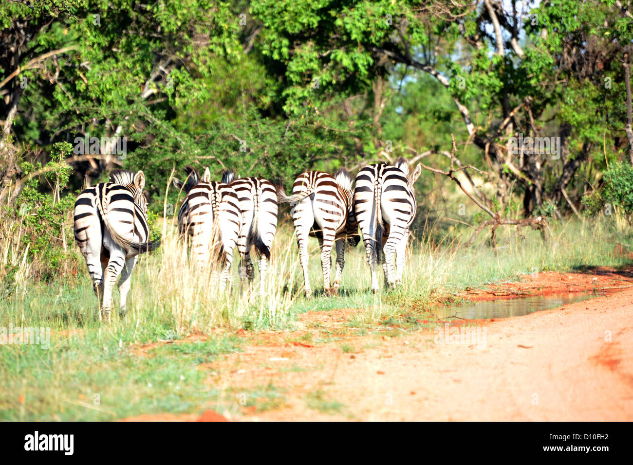 Zebra moving through a game reserve in South Africa Stock Photo - Alamy