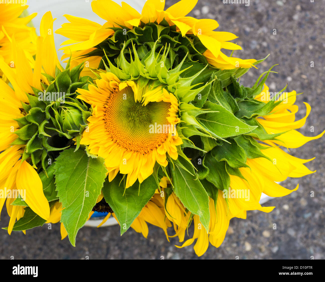 Arrangement of fresh cut sunflowers at the market Stock Photo - Alamy