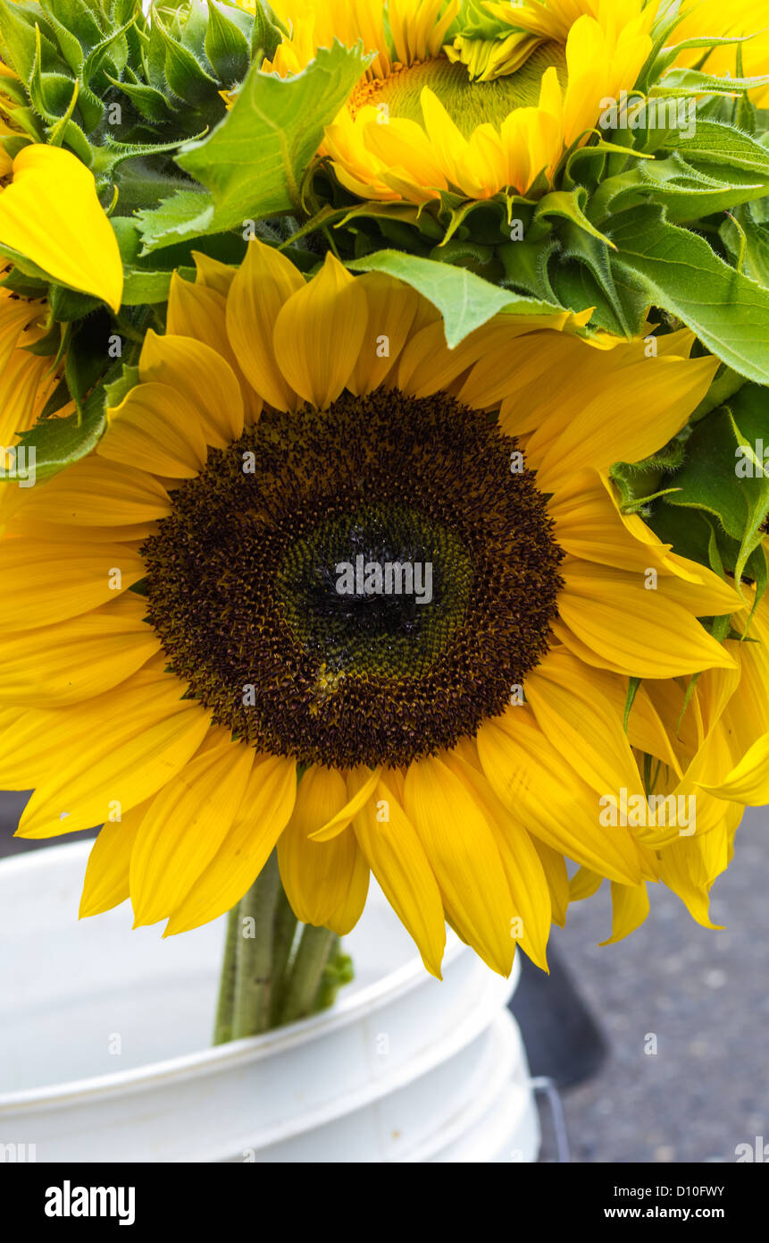 Yellow blossom bloom blooms hi-res stock photography and images - Alamy