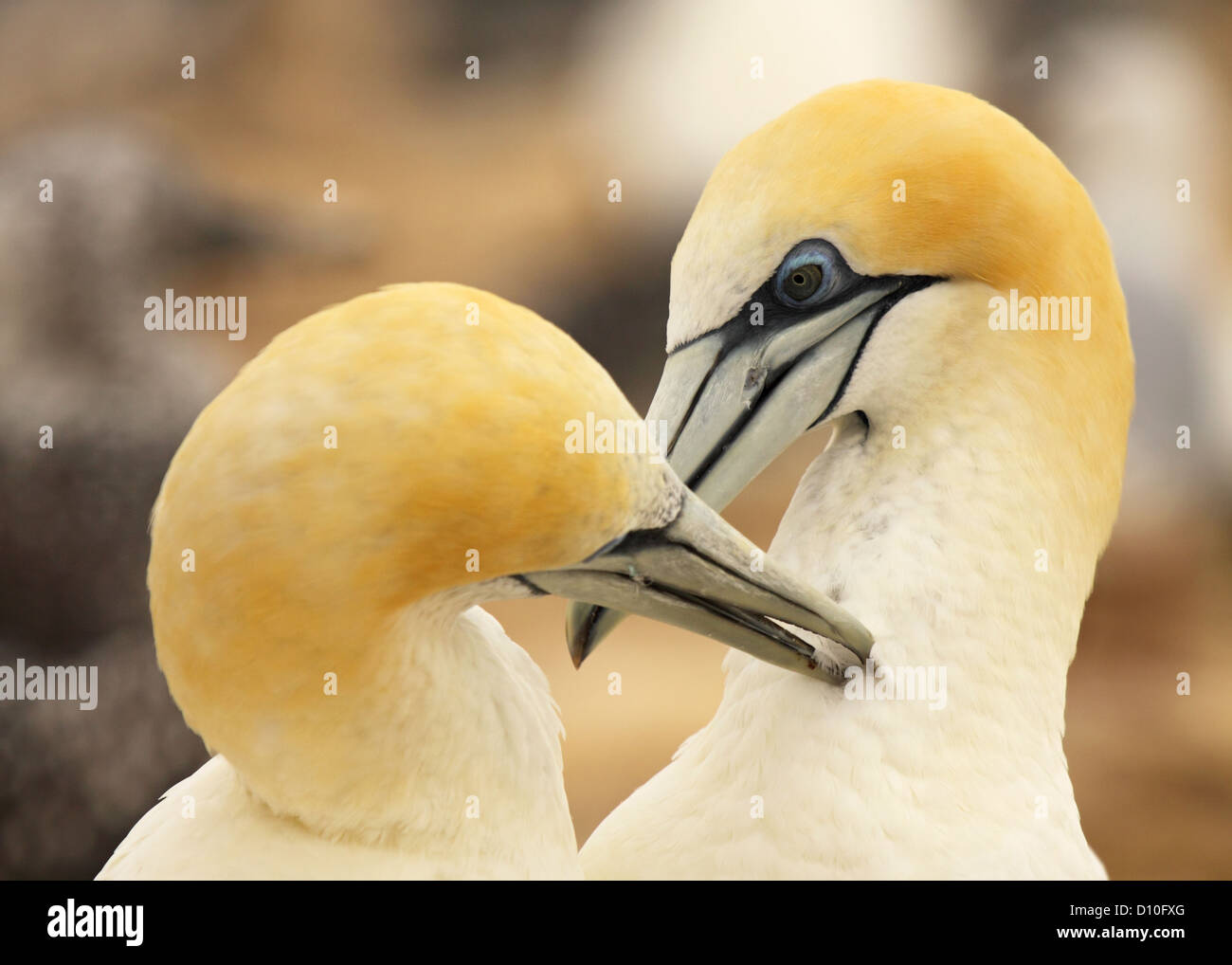 Gannet courtship hi-res stock photography and images - Alamy