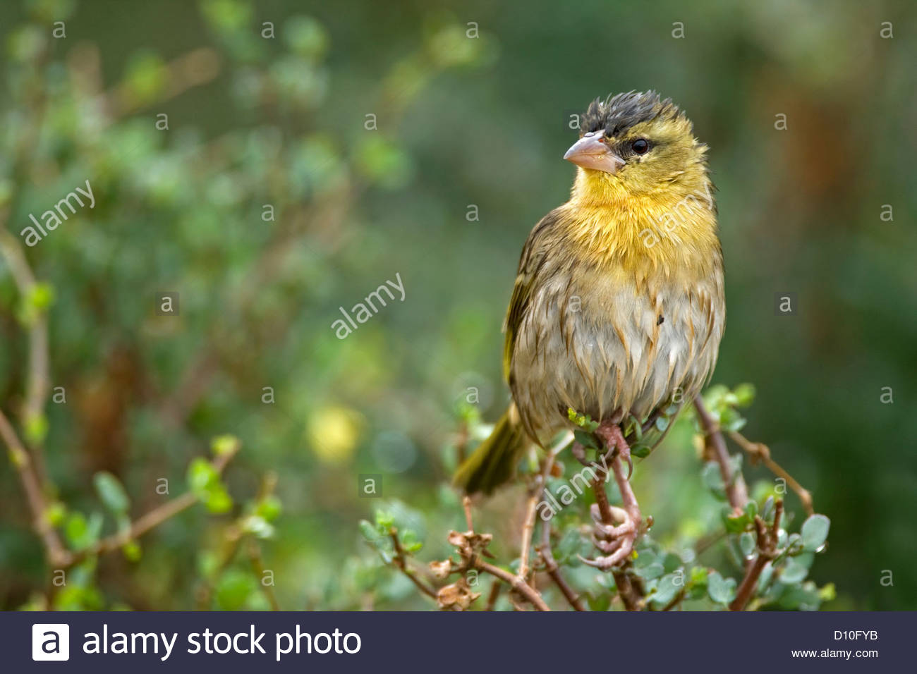 African Masked Weavers High Resolution Stock Photography and Images - Alamy