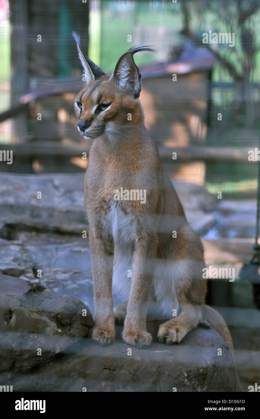 A caracal wild cat in captivity in a South African game reserve Stock ...
