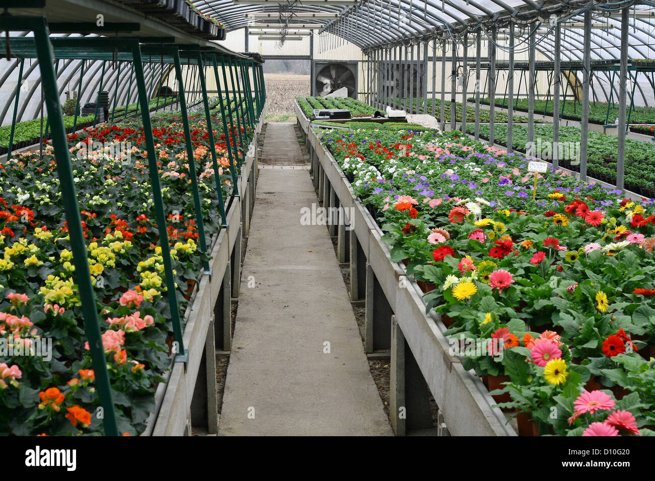 interior of a protected greenhouse for growing flowers and plants from ...