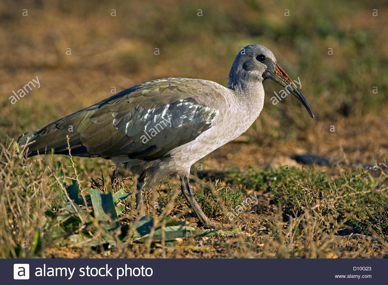Bostrychia Hagedash Hadada Ibis High Resolution Stock Photography and ...