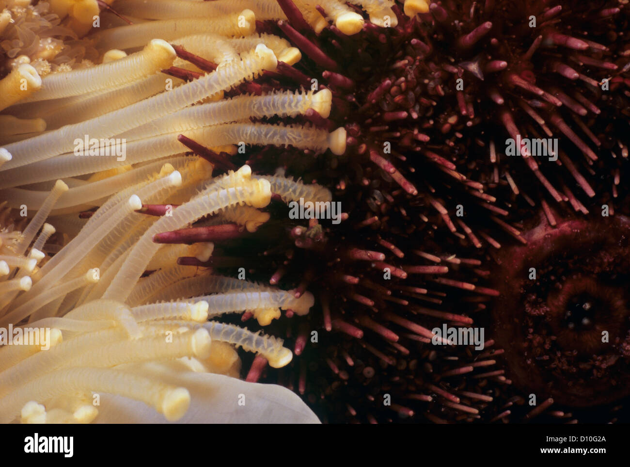 Striped sunstar solaster stimpsoni hi-res stock photography and images ...