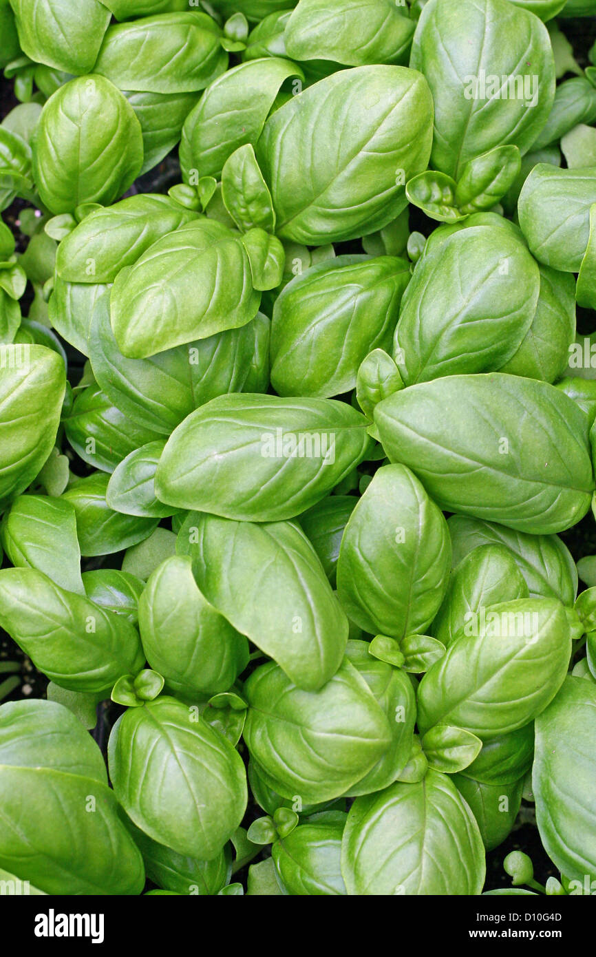 green leaves of fresh basil ready to be used in cooking in Italy Stock ...
