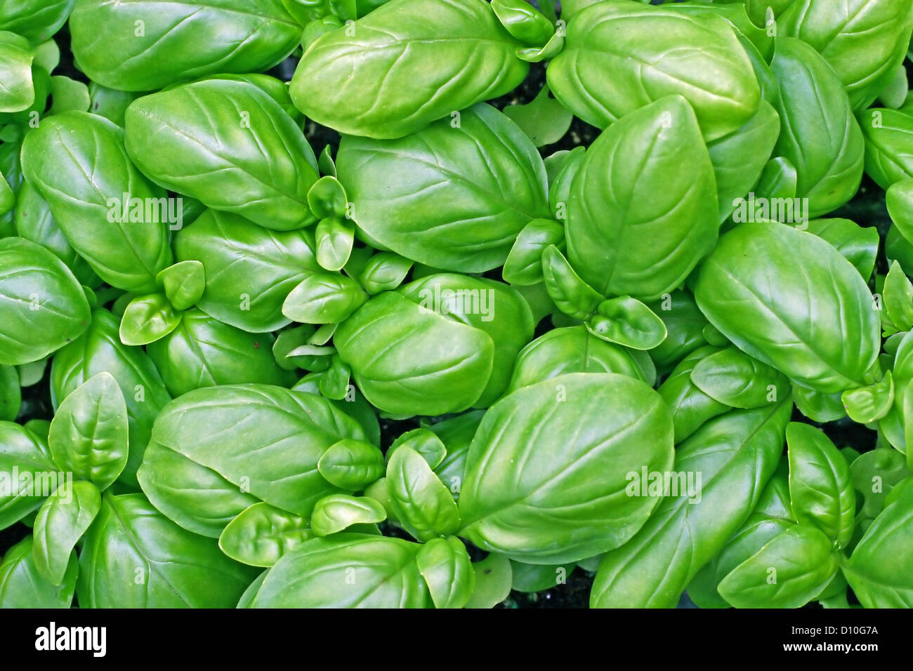 green leaves of fresh basil ready to be used in cooking in Italy Stock ...