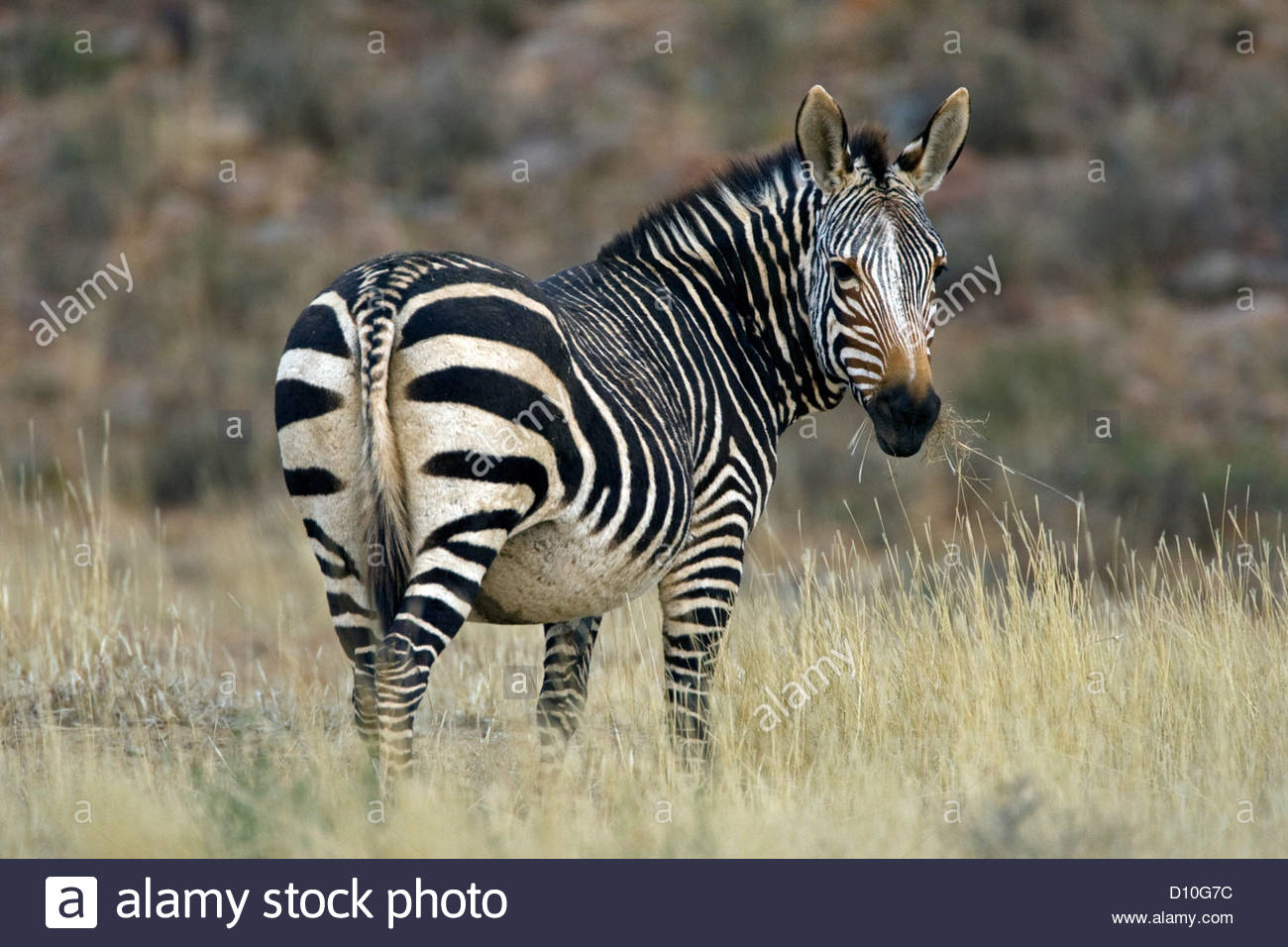 Kaapse Bergsebra High Resolution Stock Photography and Images - Alamy