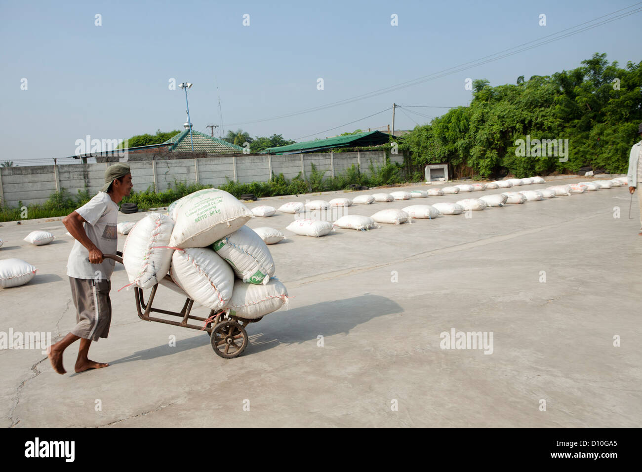 Bagging up rice for export. Indonesia Stock Photo - Alamy
