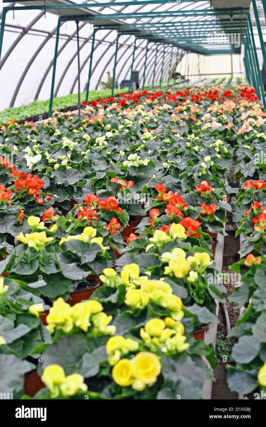 interior of a greenhouse for growing flowers and plants Stock Photo - Alamy