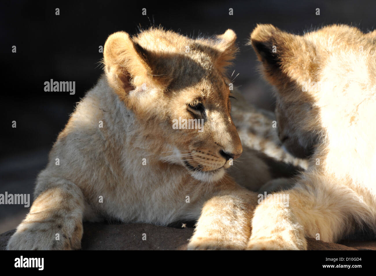 African lions in captivity hi-res stock photography and images - Alamy