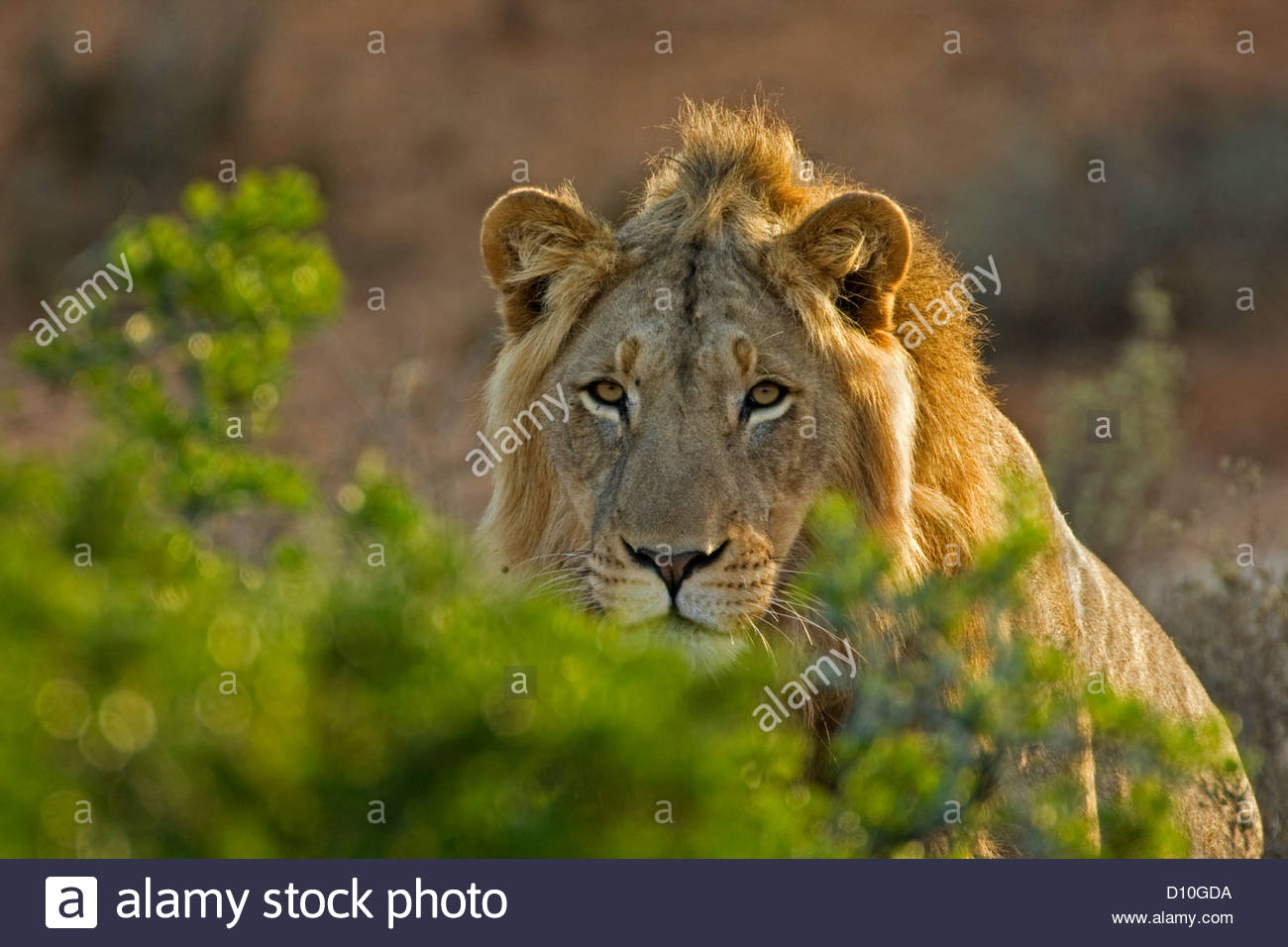 Lion Hunt Elephant High Resolution Stock Photography and Images - Alamy