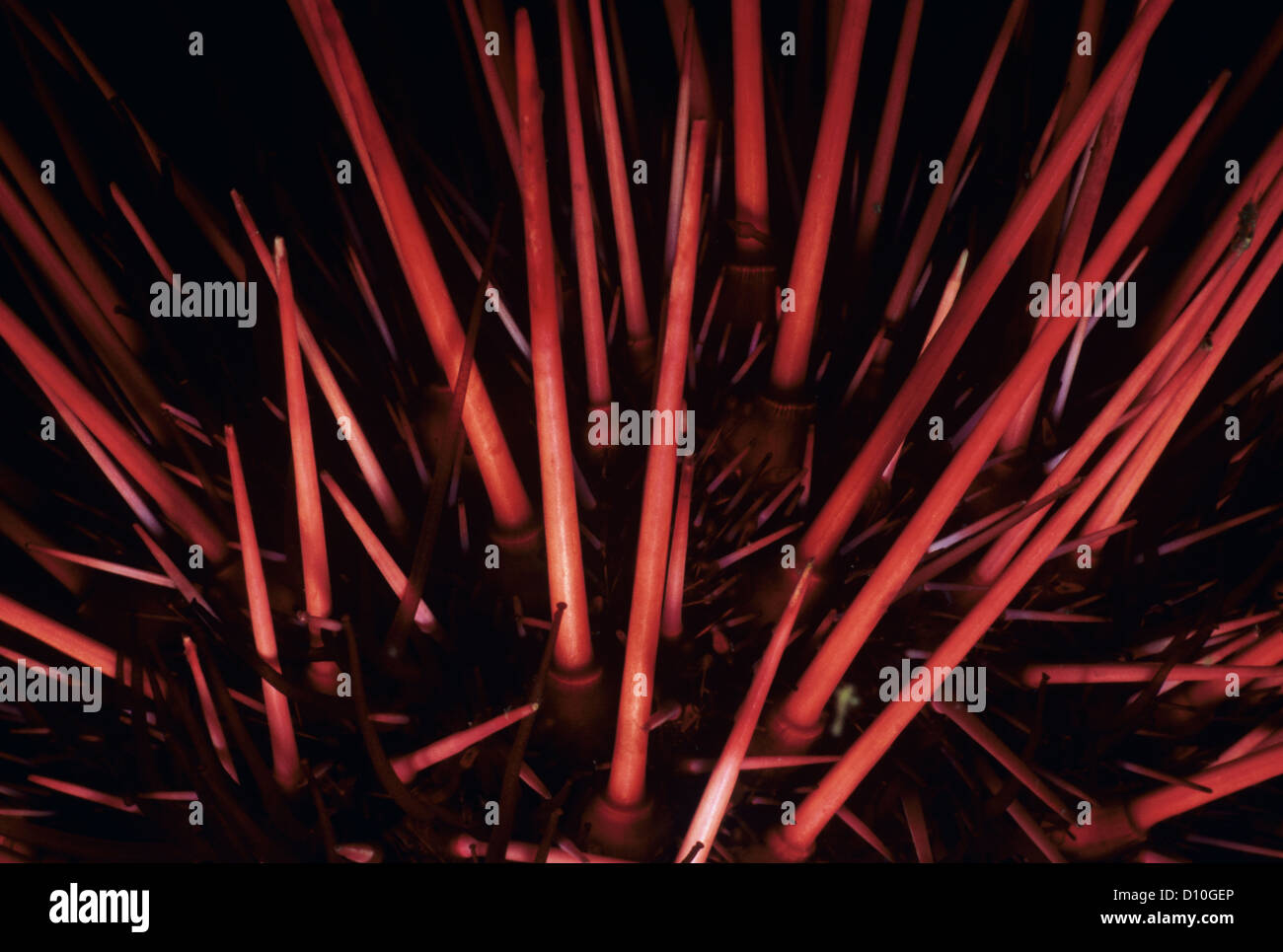 Spines of Red Sea Urchin (Strongylocentrotus franciscanus). Queen ...