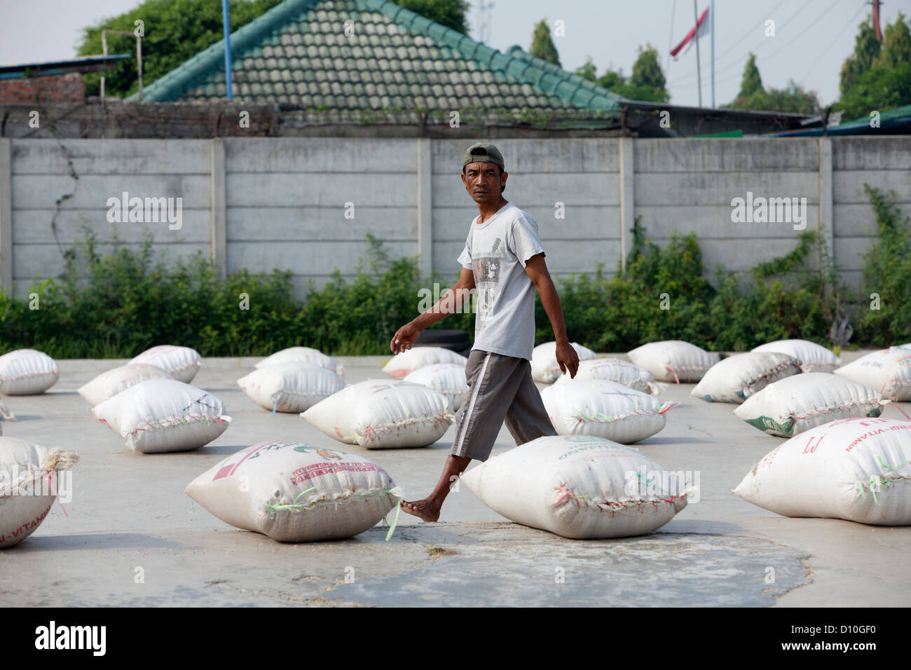 Bagging up rice for export. Indonesia Stock Photo - Alamy