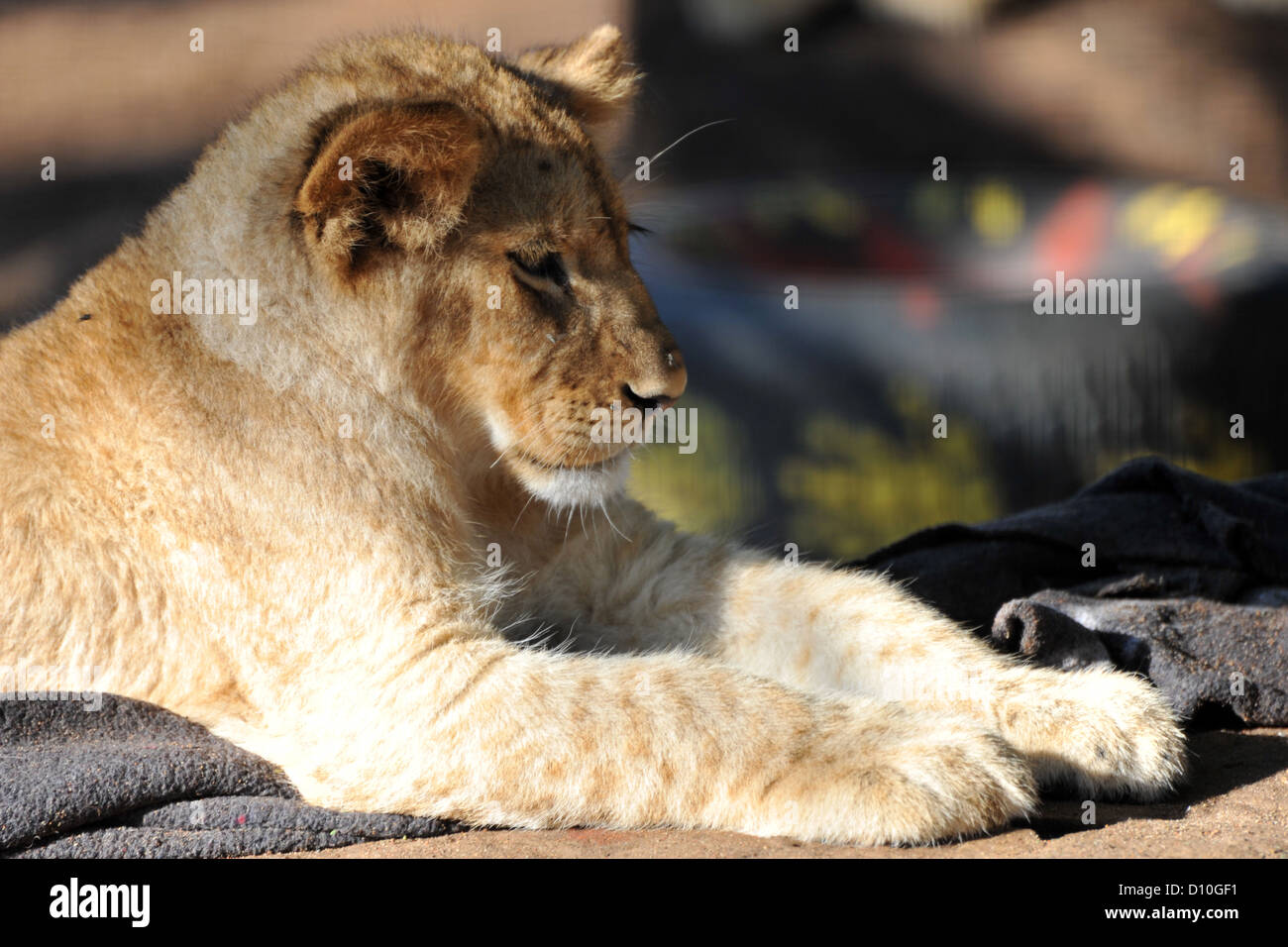 Lion cubs in captivity in a South African game reserve Stock Photo - Alamy