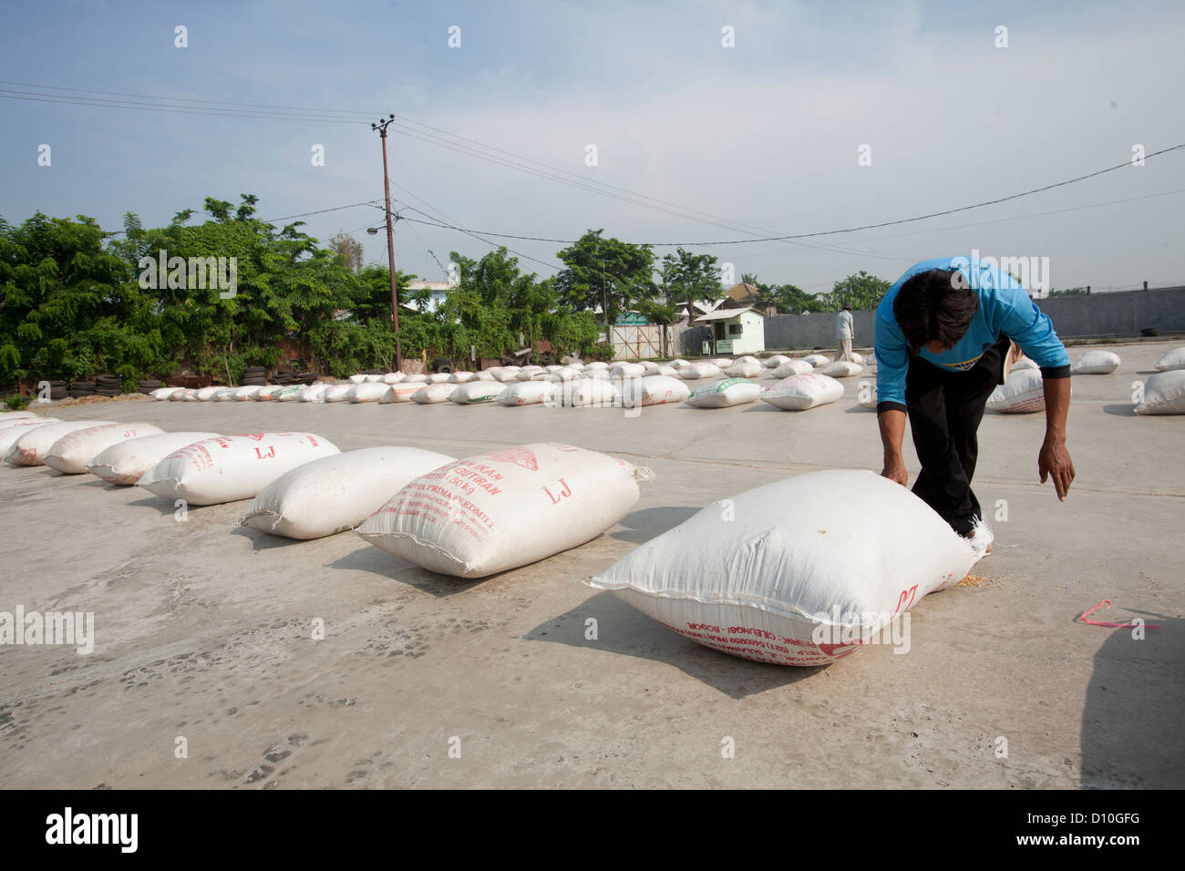 Bagging up rice for export. Indonesia Stock Photo - Alamy