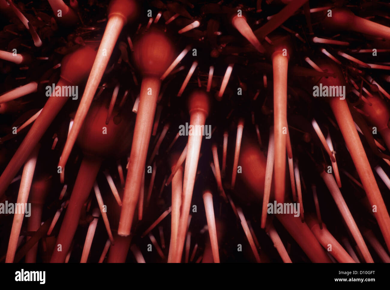 Spines of Red Sea Urchin (Strongylocentrotus franciscanus). Queen ...